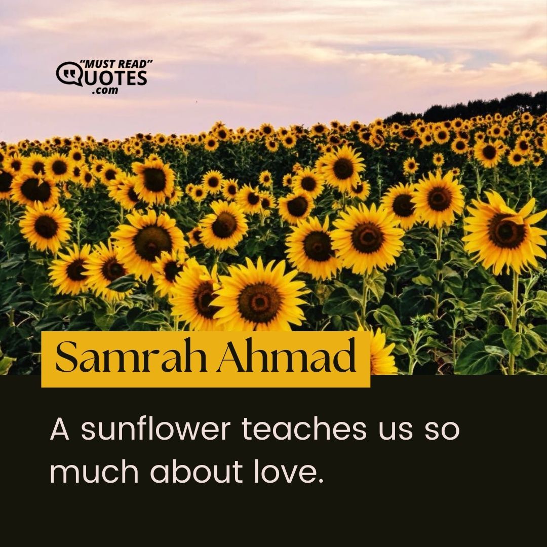 Quote by Samrah Ahmad: "A sunflower teaches us so ..."